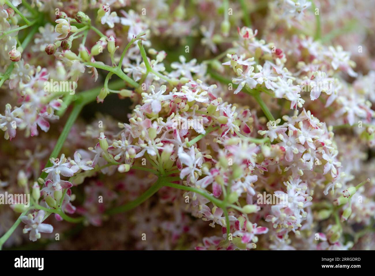 Clustered growth pattern hi-res stock photography and images - Alamy
