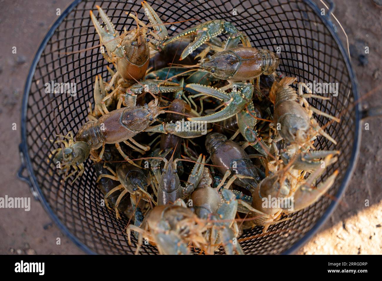 A wire bucket with crawfish piled on one another Stock Photo - Alamy