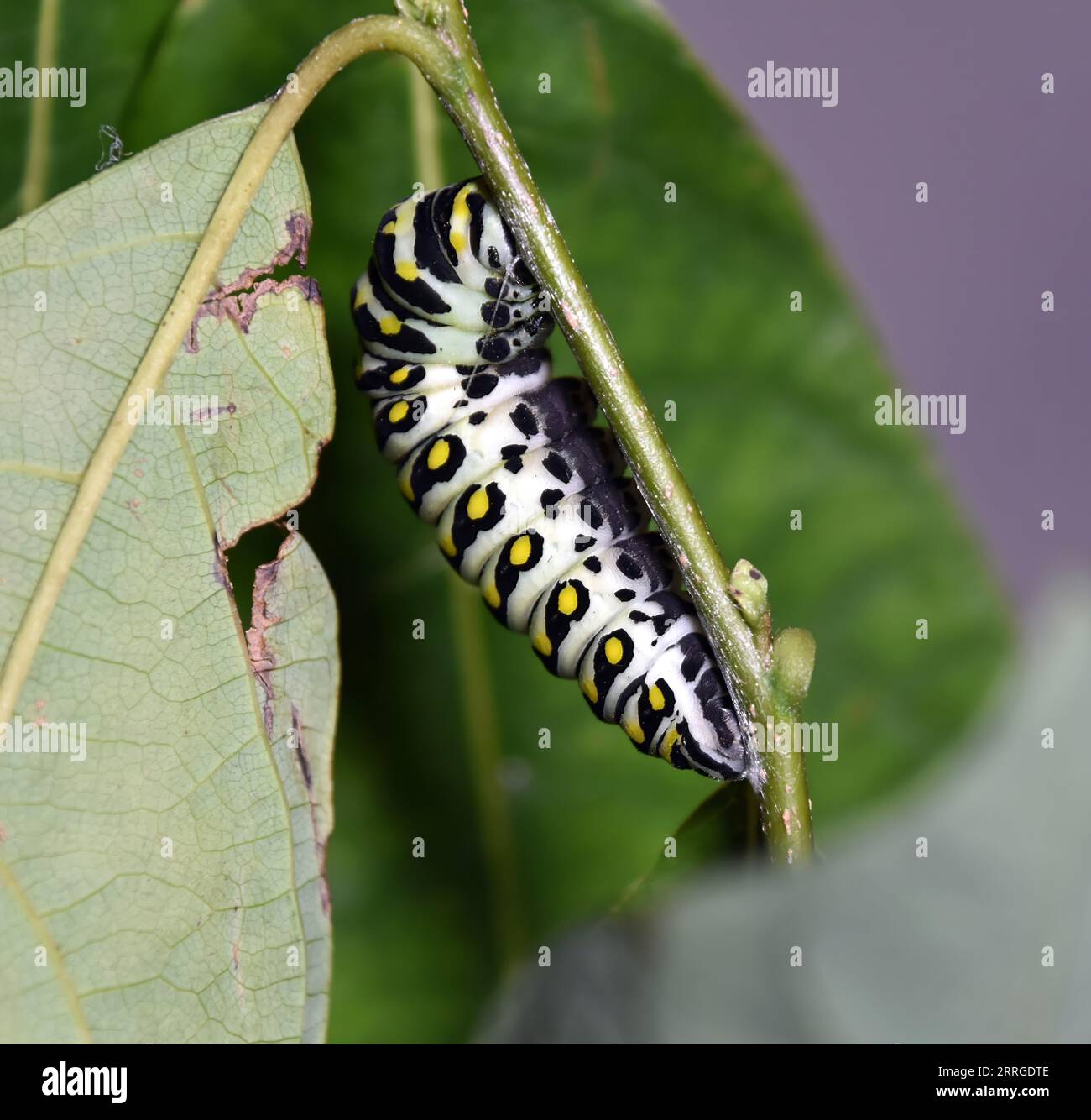Eastern Black Swallowtail butterfly caterpillar about to change into a ...