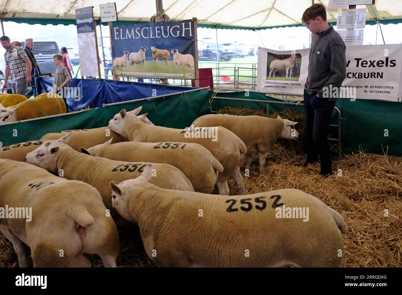 Texel tup hi-res stock photography and images - Alamy