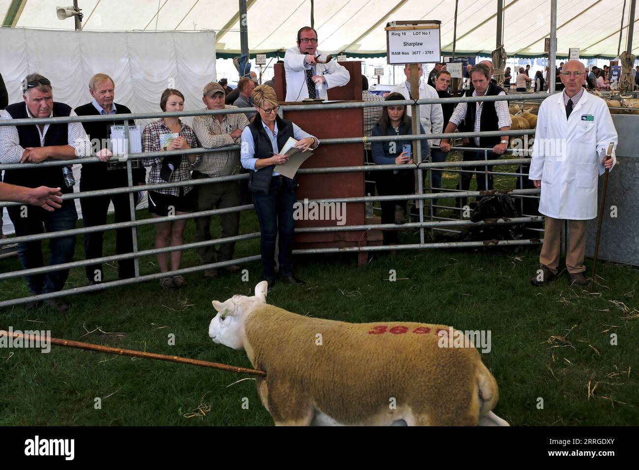 Texel tup hi-res stock photography and images - Alamy