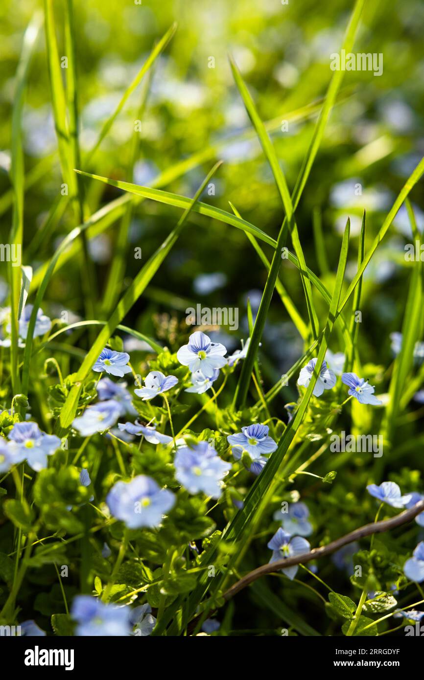 Beautiful flowering of forget-me-nots among green grass Stock Photo - Alamy