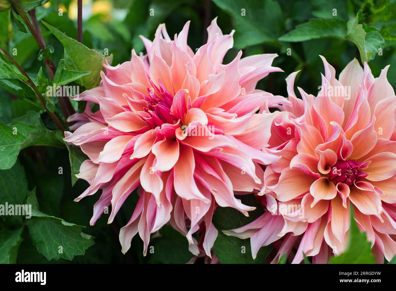 two beautiful pink Dahlia flowers Stock Photo - Alamy