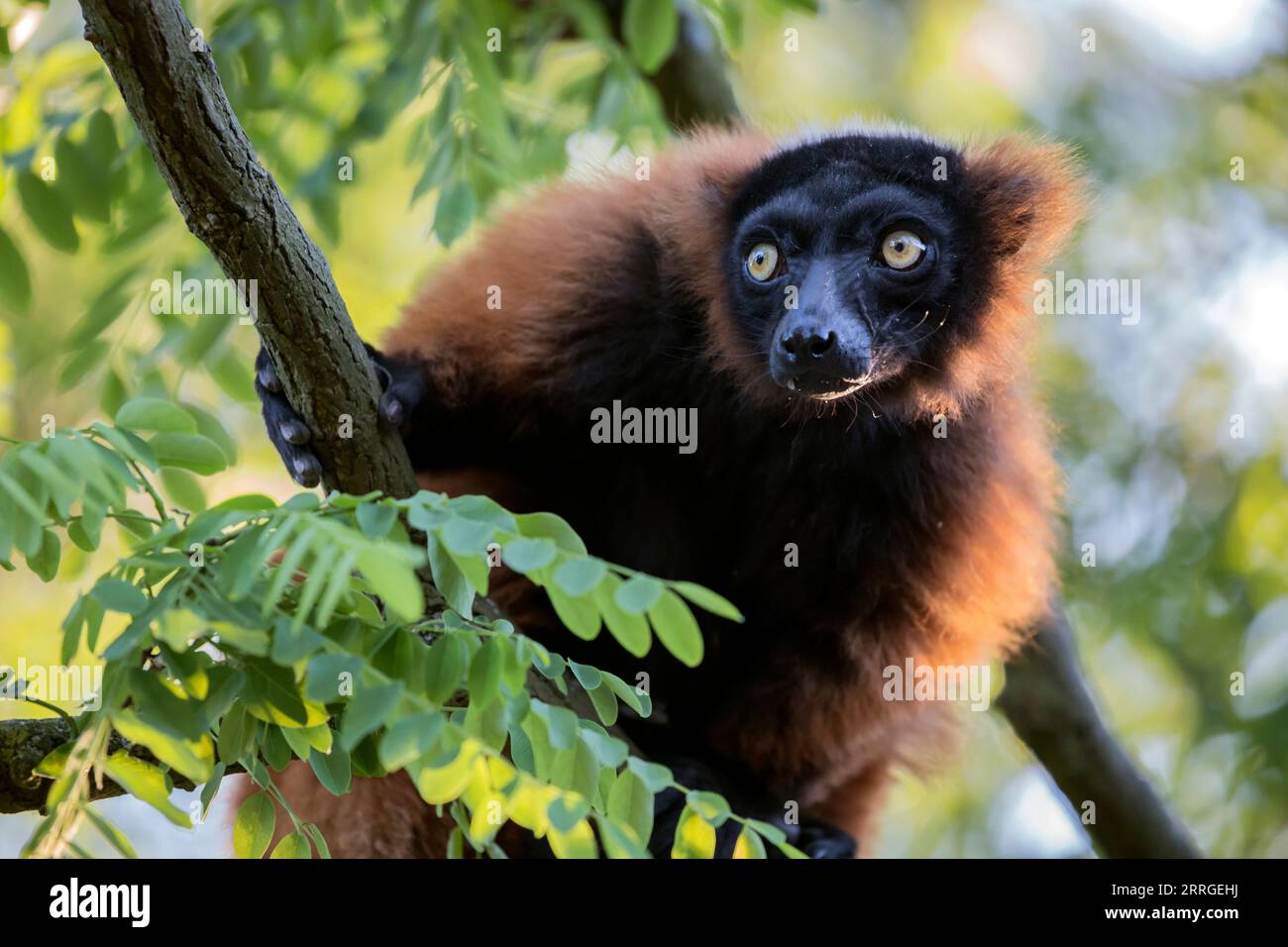 Red vari varecia rubra hi-res stock photography and images - Alamy
