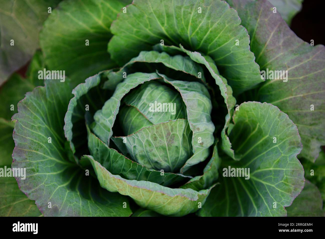 Shot cabbage leaves in hi-res stock photography and images - Alamy
