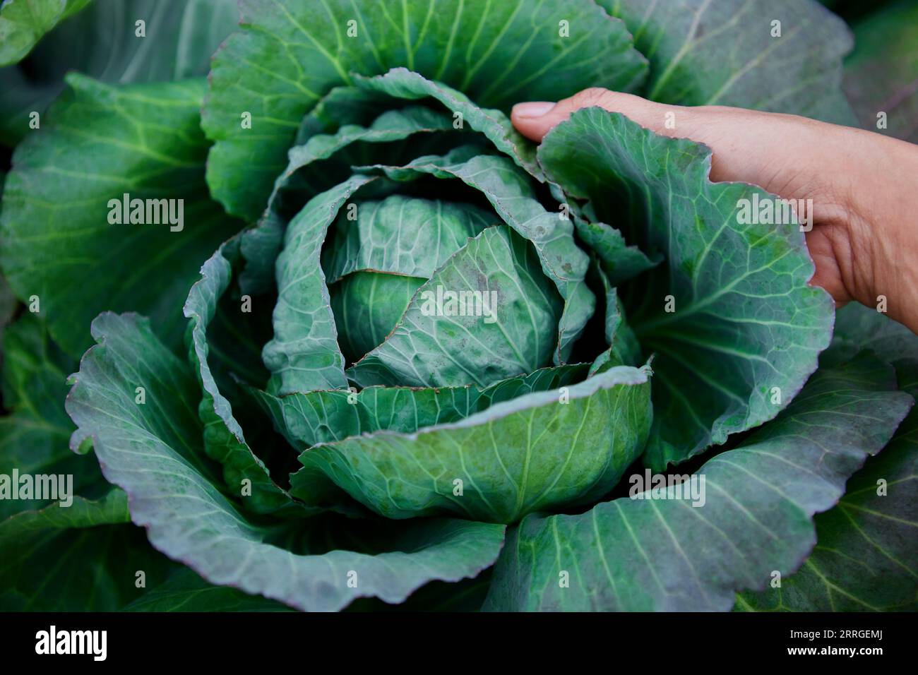 Shot cabbage leaves in hi-res stock photography and images - Alamy