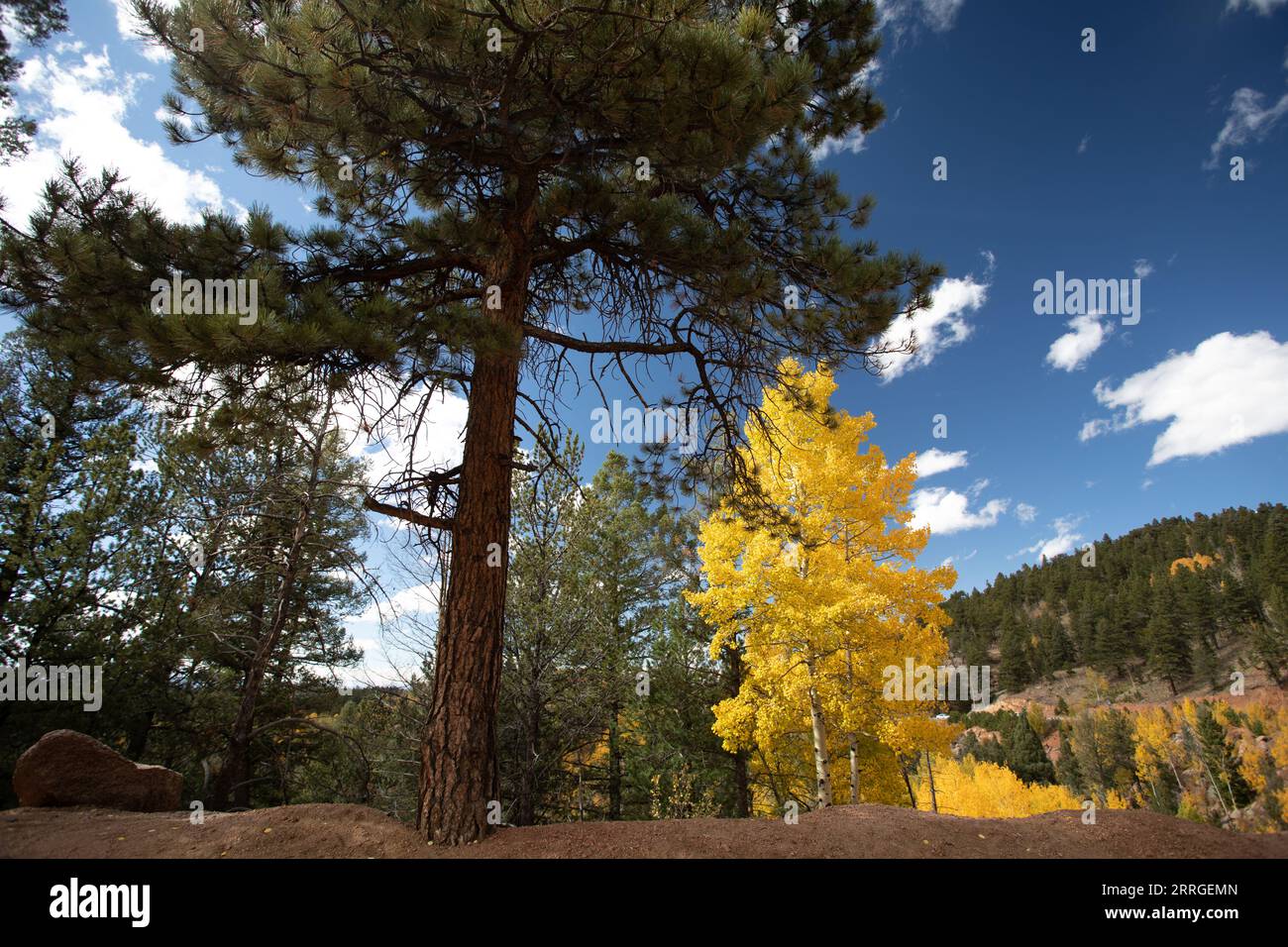 Mountain view of tall pine trees and yellow aspen Stock Photo - Alamy
