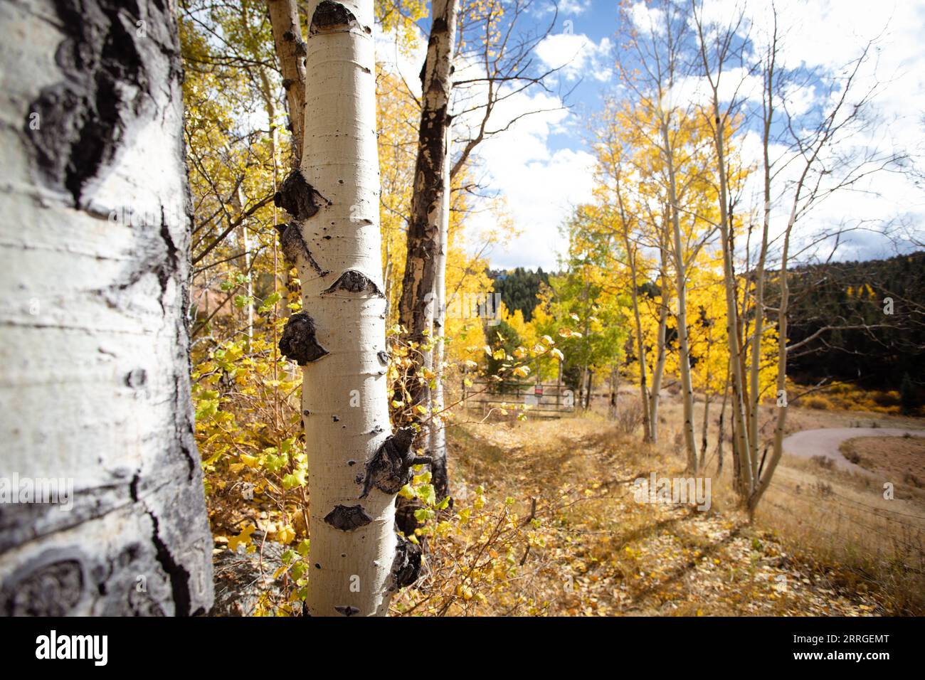 Dirt road in aspens hi-res stock photography and images - Alamy