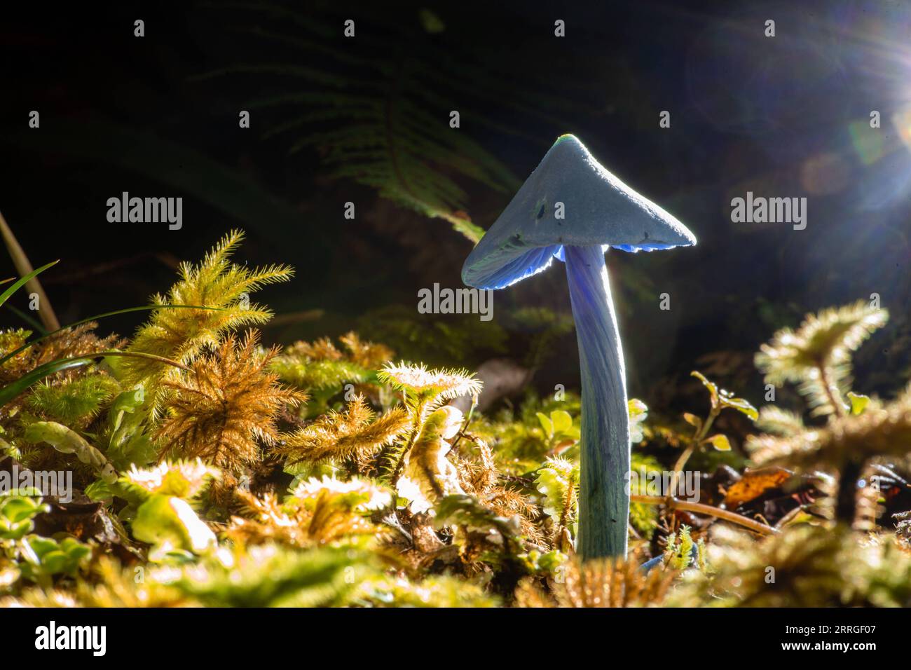 220520 -- WELLINGTON, May 20, 2022 -- Photo shows the Entoloma ...