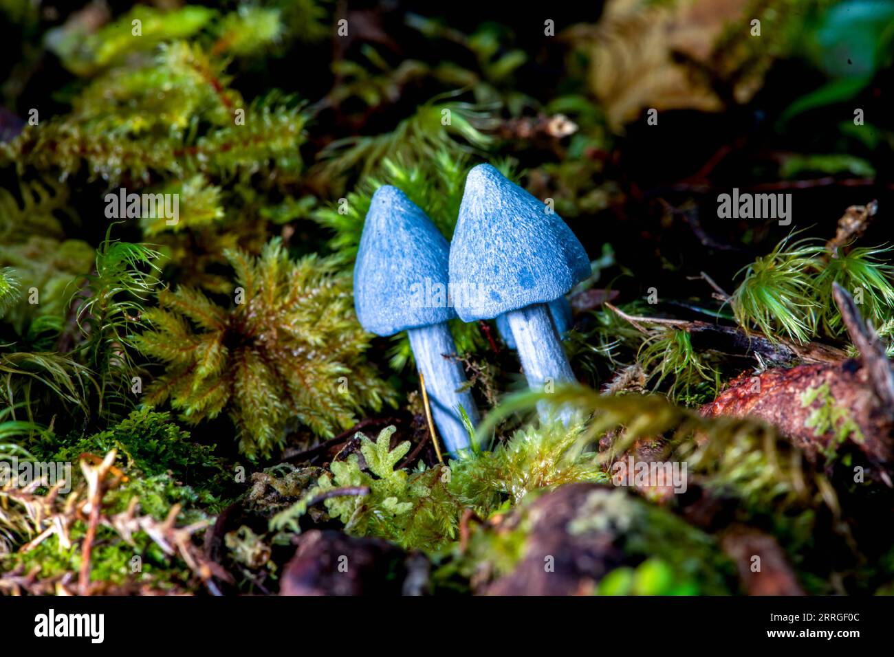 220520 -- WELLINGTON, May 20, 2022 -- Photo shows the Entoloma ...
