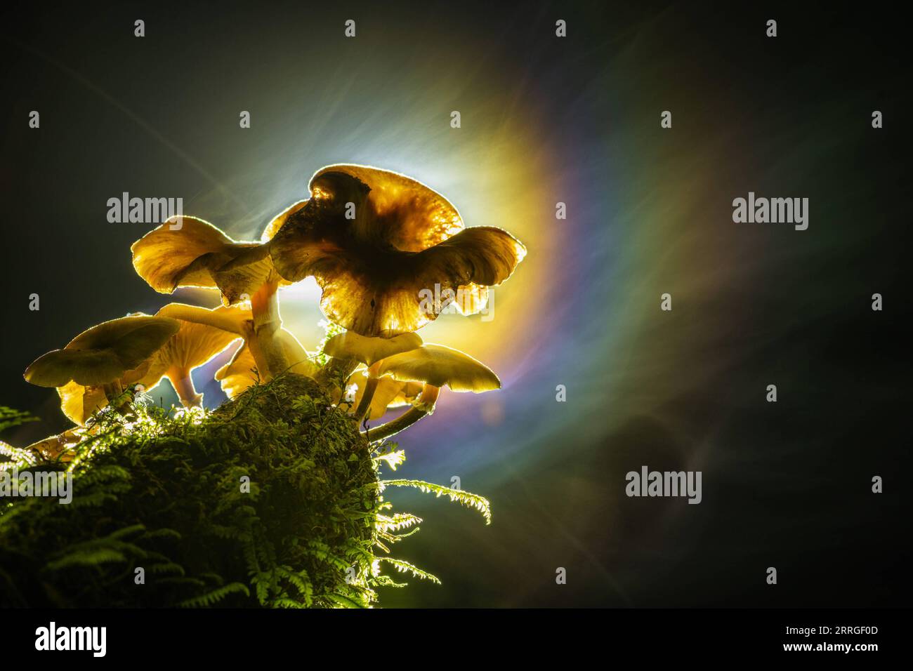 220520 -- WELLINGTON, May 20, 2022 -- Photo shows the Armillaria novae ...