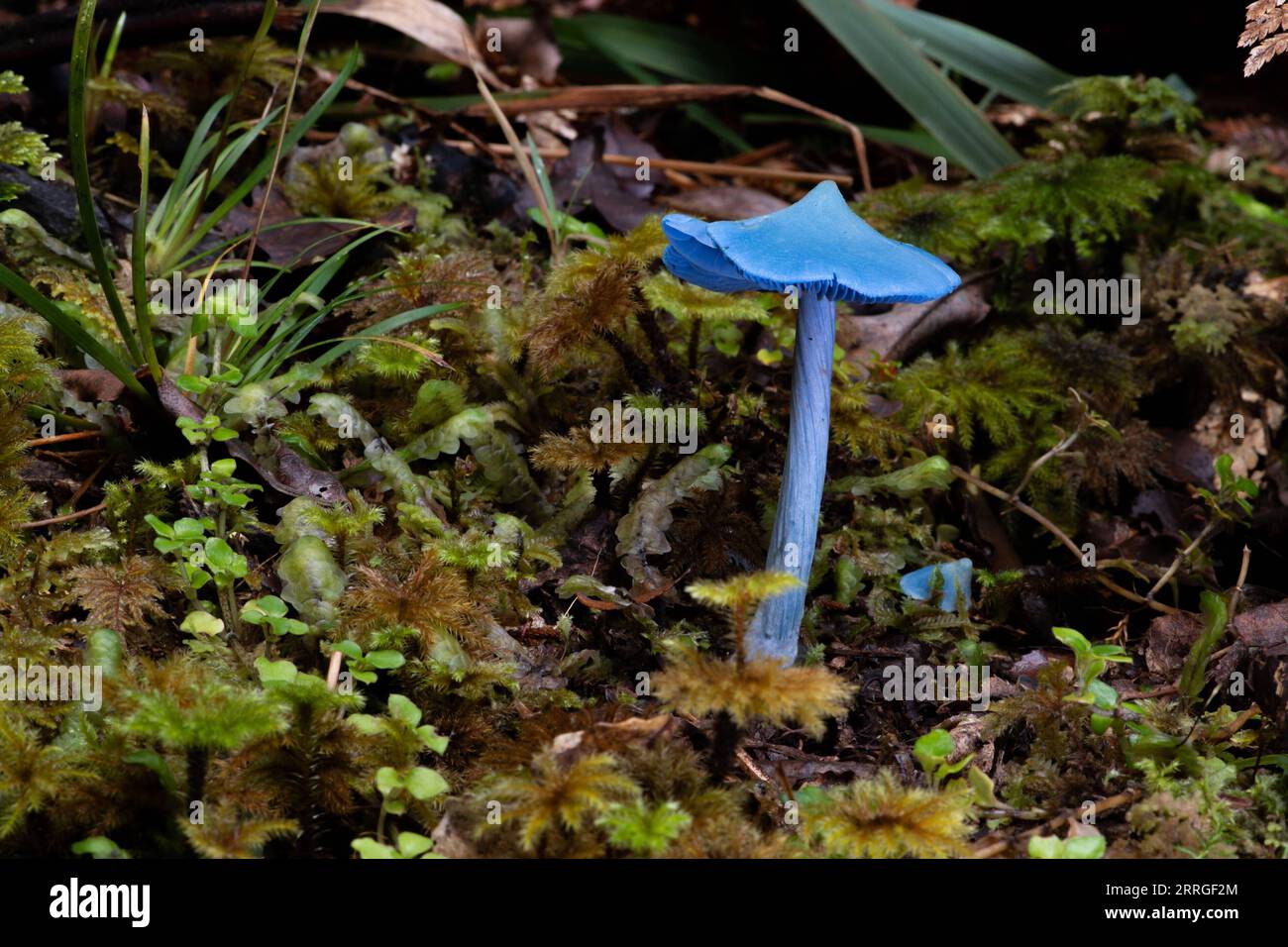 220520 -- WELLINGTON, May 20, 2022 -- Photo shows the Entoloma ...