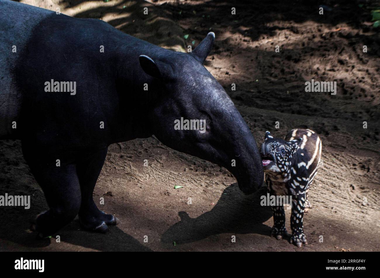 Java born hi-res stock photography and images - Alamy
