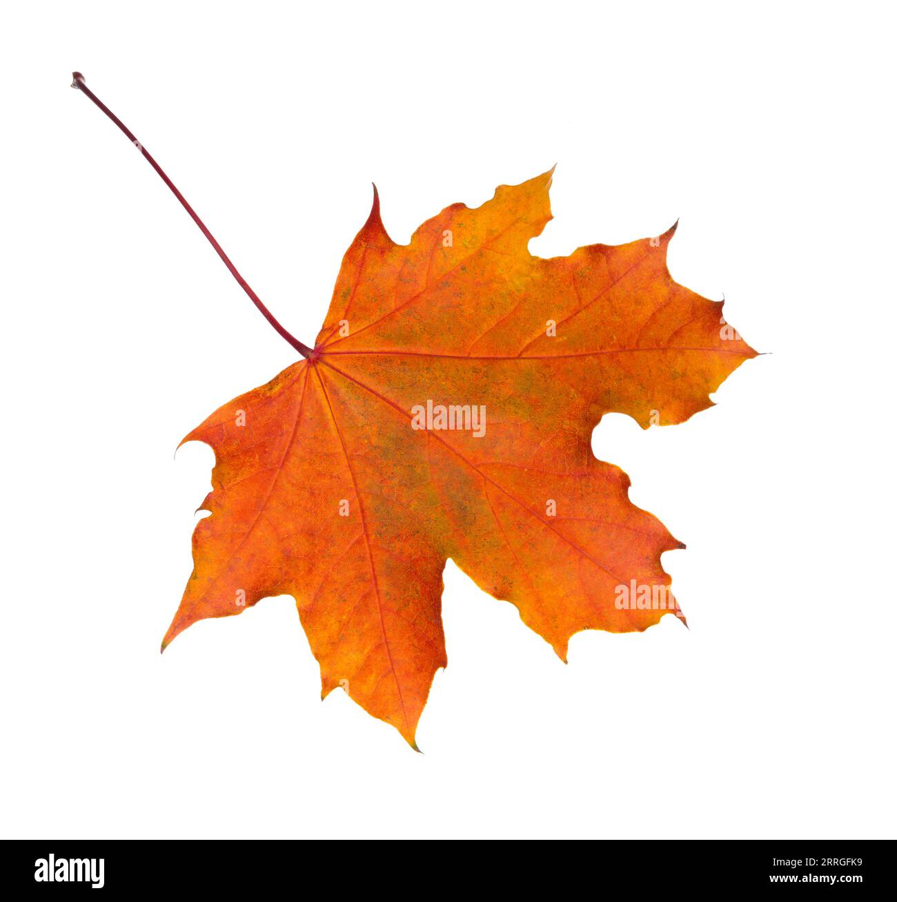 Single fresh maple leaf Cut Out Stock Images & Pictures - Alamy