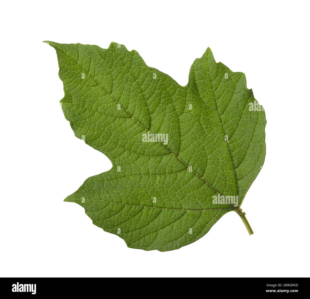 Fresh Guelder Rose green leaf isolated on a white background Stock ...