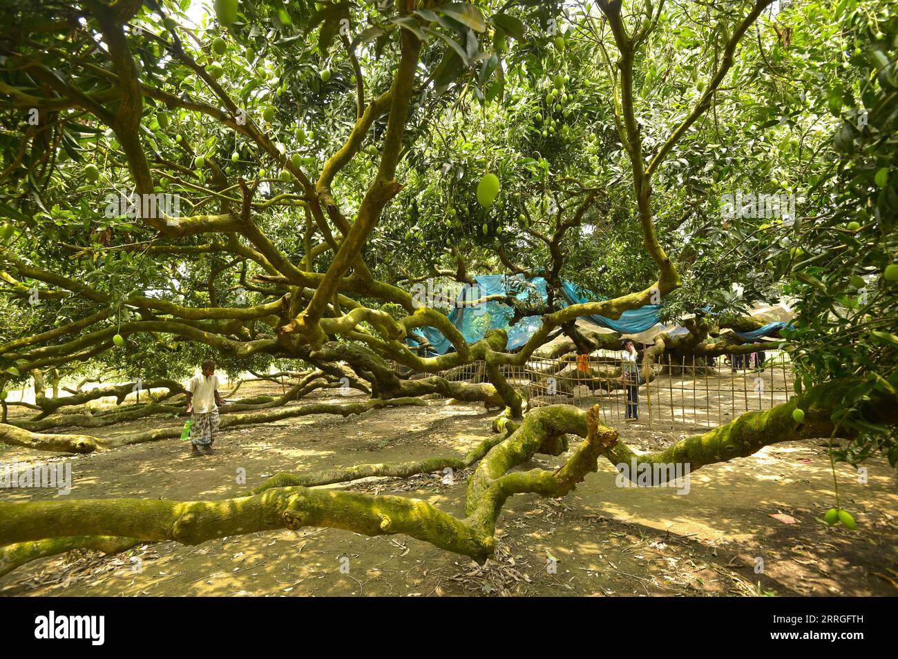 220521 -- THAKURGAON, May 21, 2022 -- Photo taken on May 18, 2022 shows ...