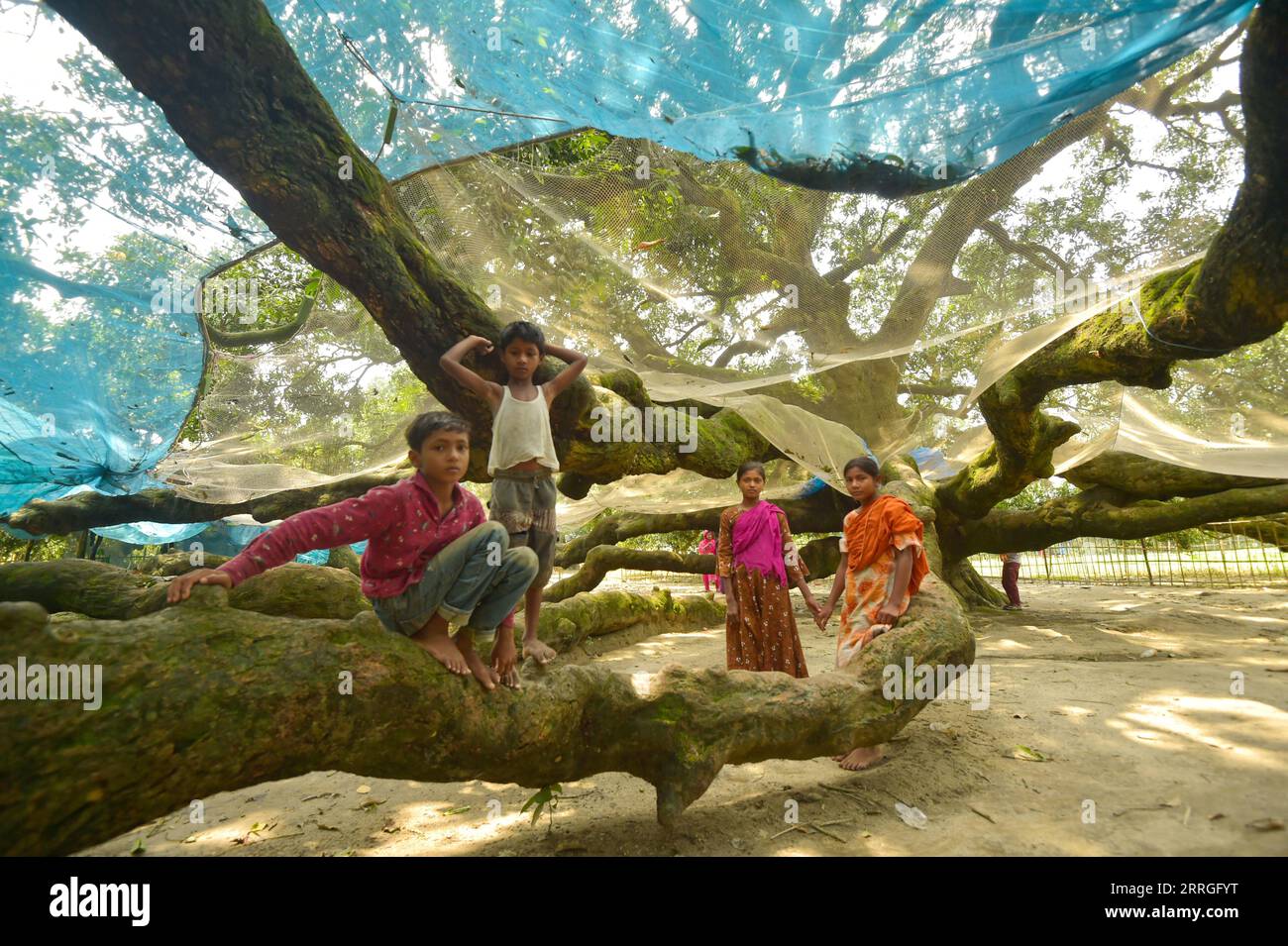 220521 -- THAKURGAON, May 21, 2022 -- Children play under an old mango ...