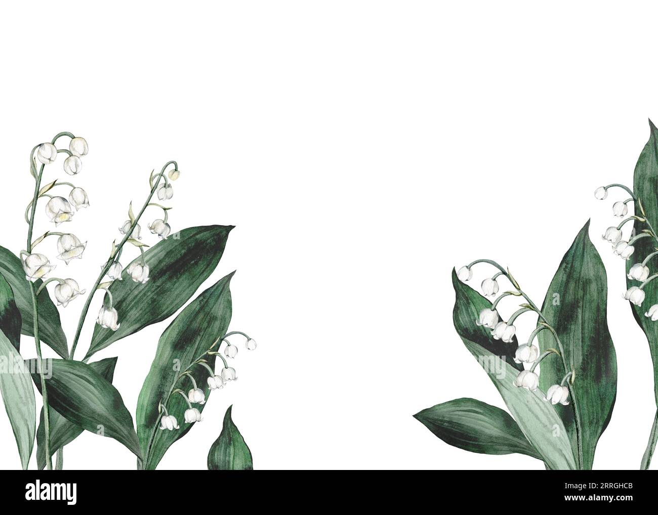 Watercolor banner with spring lilies of the valley branches. Illustration isolated, white ...