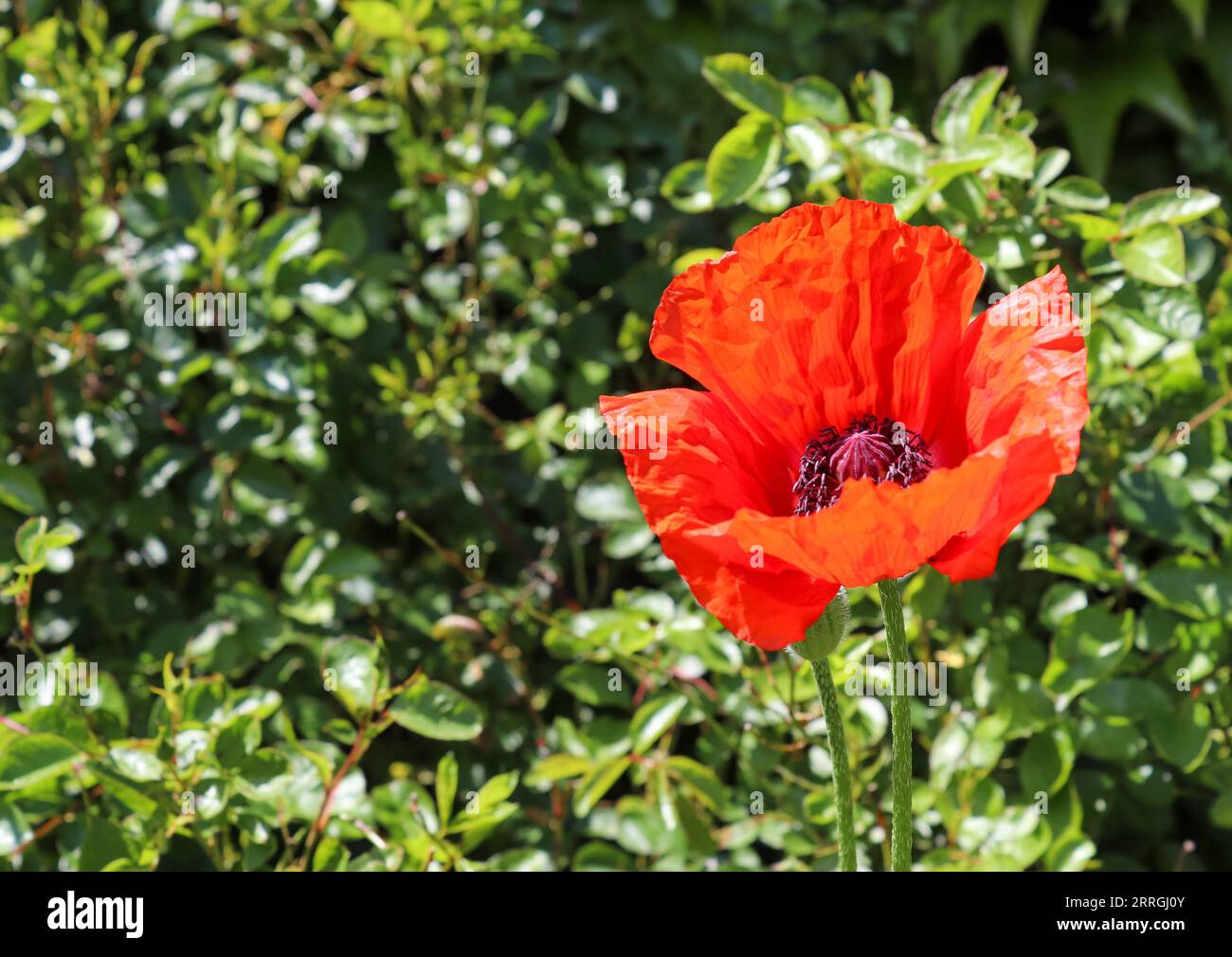 Beautiful Red Poppy Flowers In The Sun Found In A Green Garden Stock ...