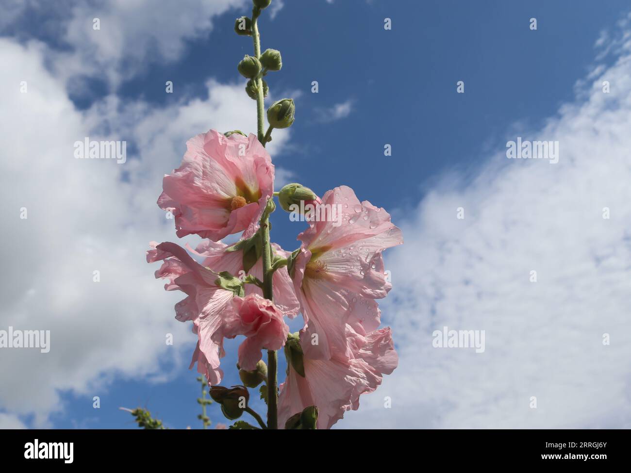 Stockroses hi-res stock photography and images - Alamy