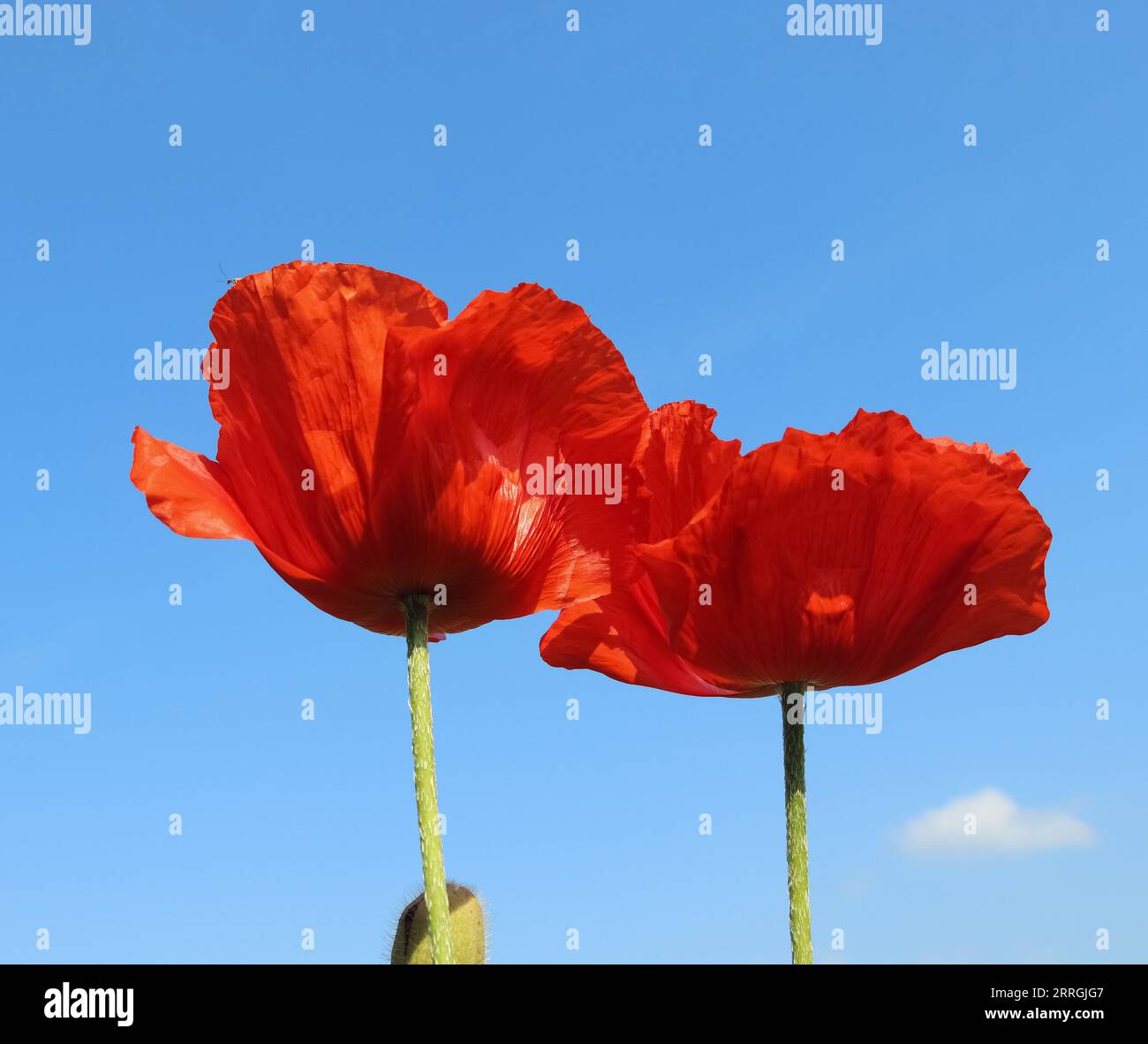 Poppy flowers field against sunset hi-res stock photography and images ...