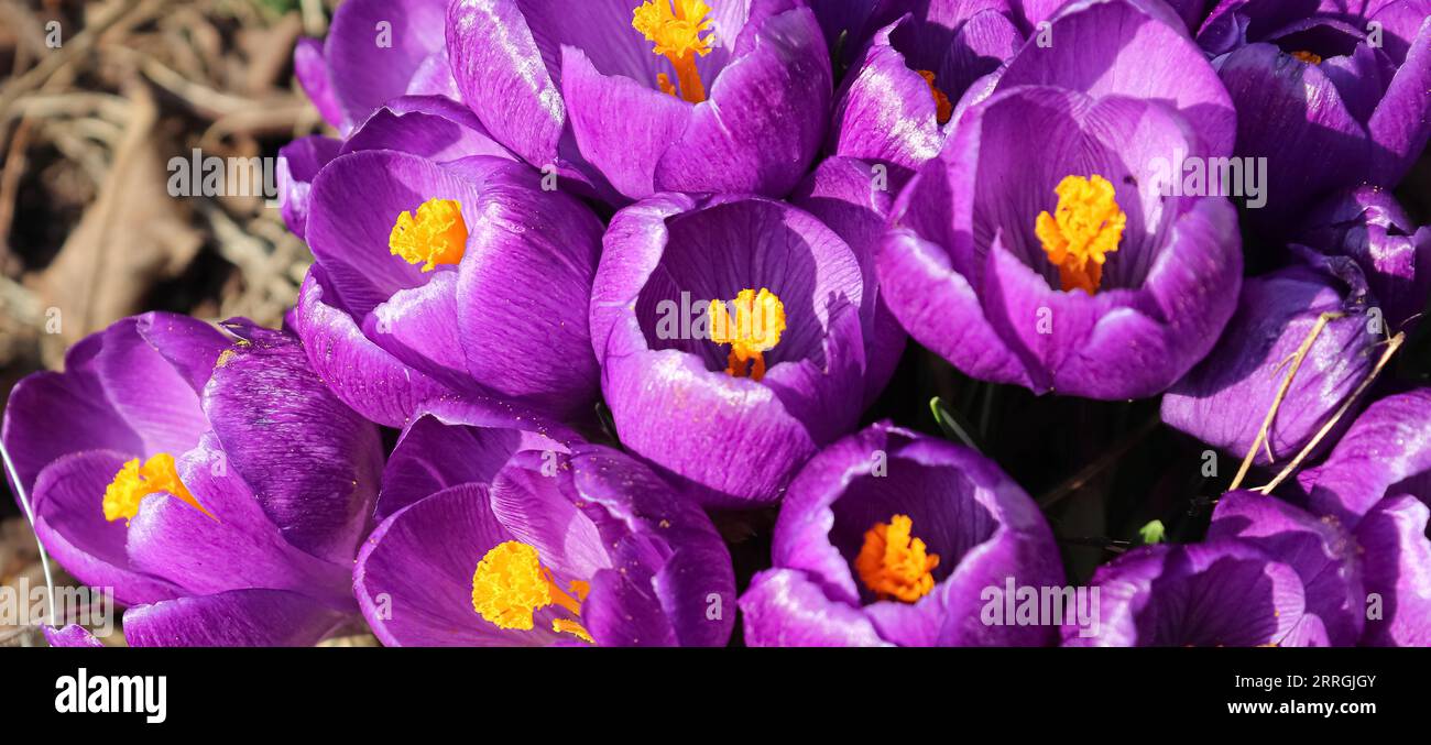 Purple Crocus Growing Outside. View At Magic Blooming Spring Flowers ...