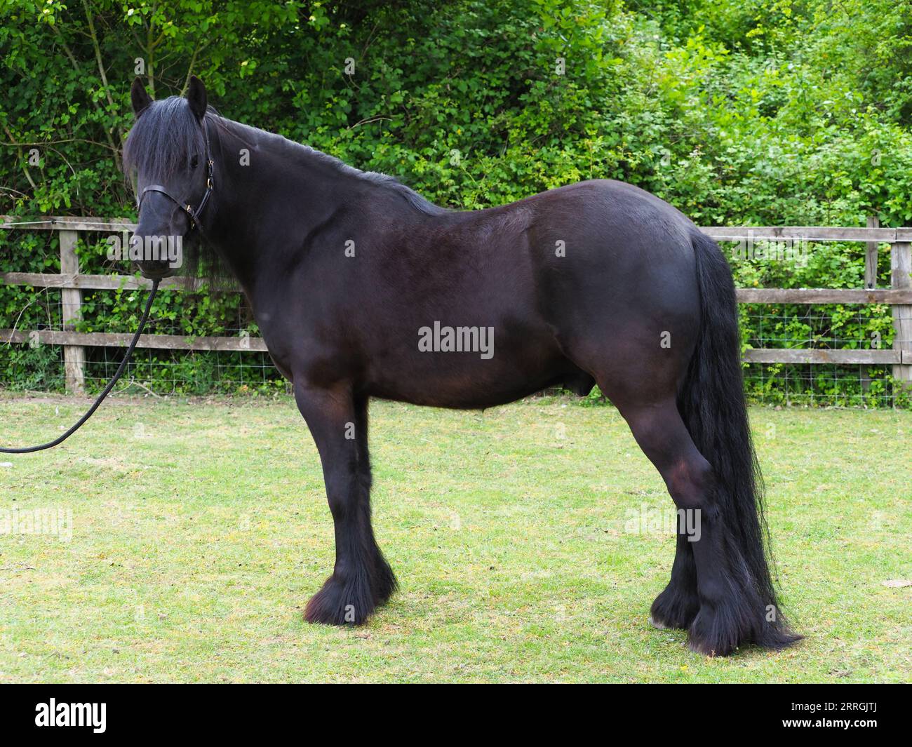 A rare breed black Dales pony in a paddock Stock Photo - Alamy