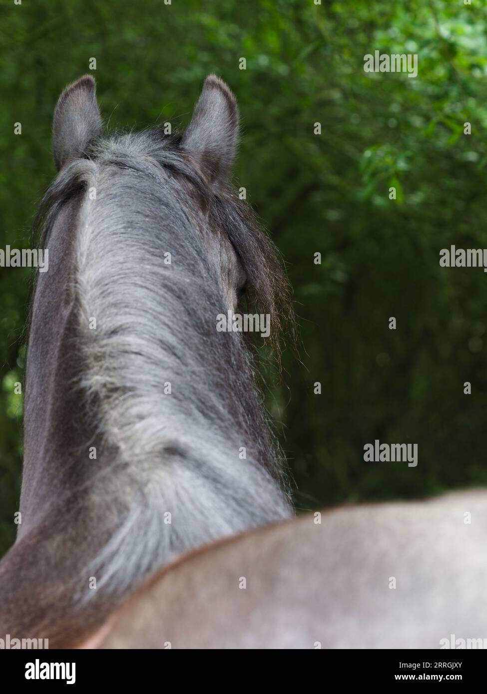 An abstract shot of a rare breed Dales pony from the back Stock Photo ...