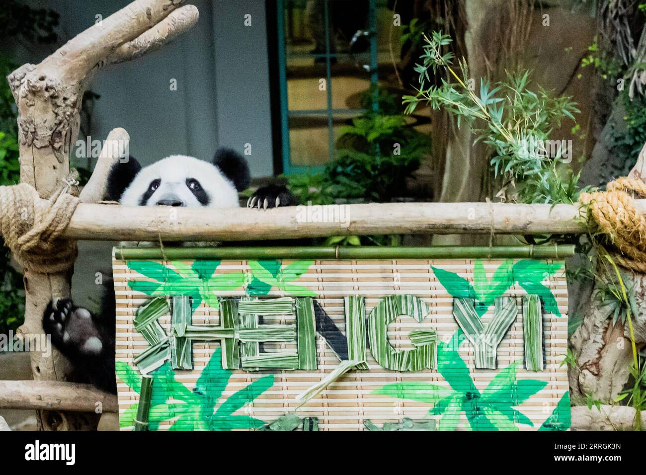 Panda sheng hi-res stock photography and images - Alamy