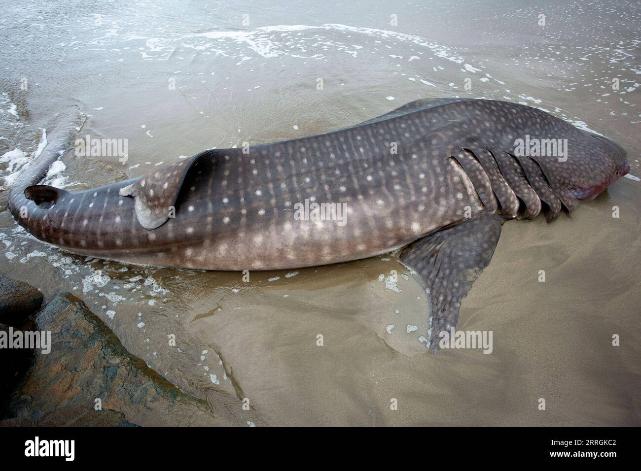 Indonesien, Toter gestrandeter Walhai in West Sumatra 220525 -- WEST ...