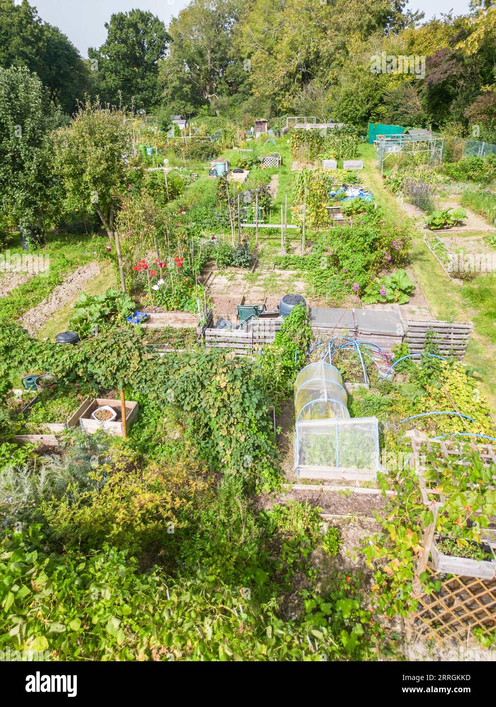 aerial view of my allotments in early September in Burgess Hill West ...