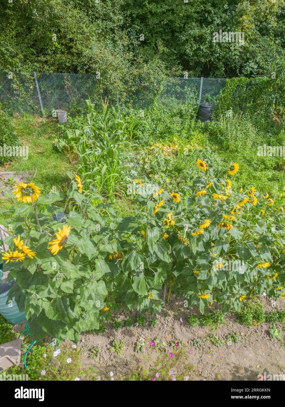 aerial view of my allotments in early September in Burgess Hill West ...