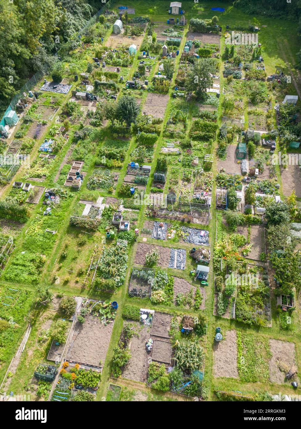 aerial view of my allotments in early September in Burgess Hill West ...