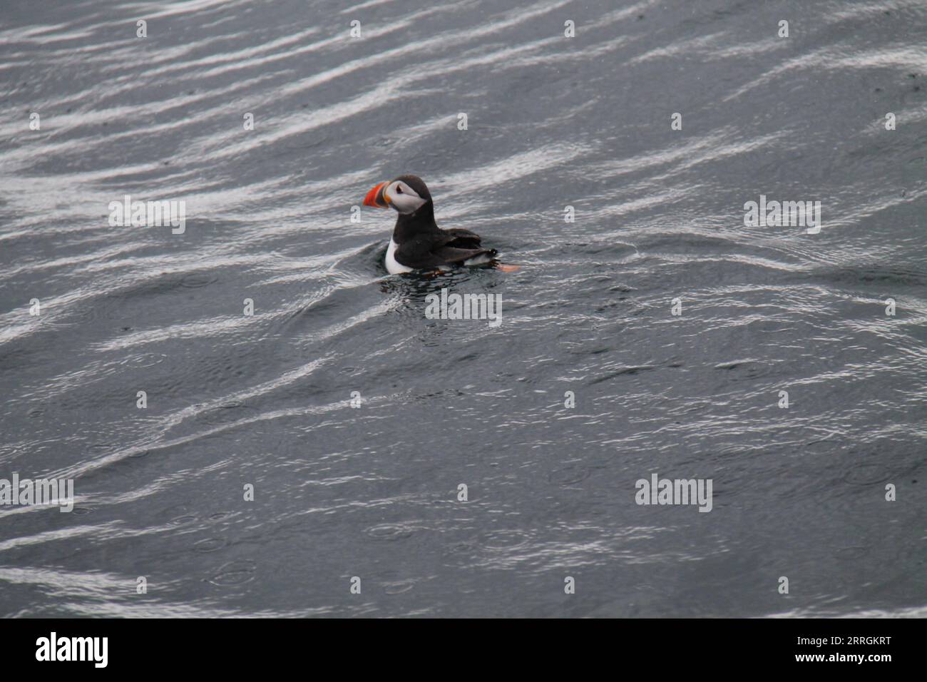 A Puffin Seabird Swimming on the Open Ocean Sea Stock Photo - Alamy