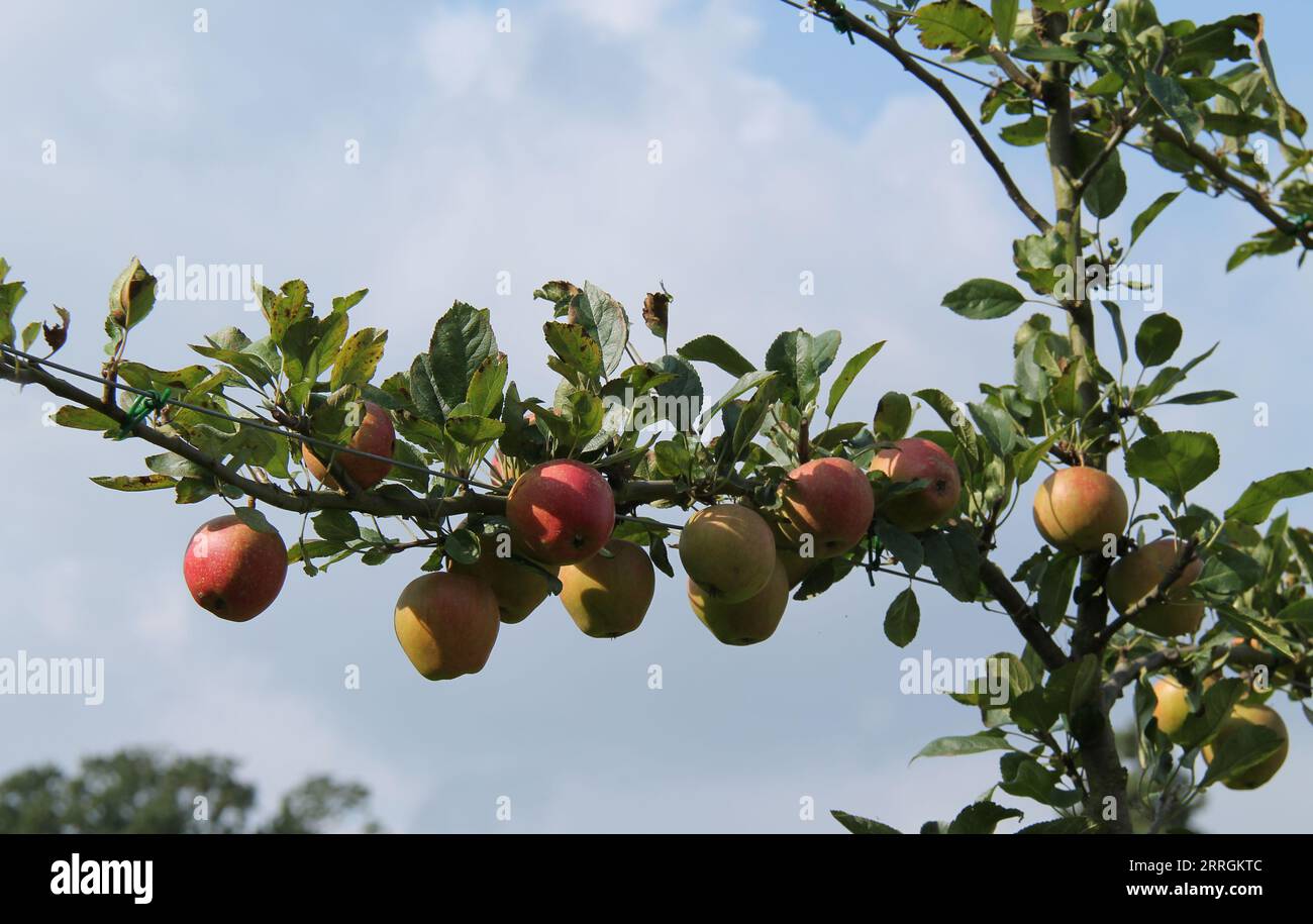 Apples Growing on a Wired Espalier Fruit Tree Stock Photo - Alamy