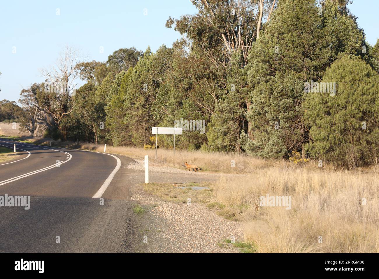 A fox spotted on Henry Parkes Way between Bogan Gate and Parkes, NSW ...