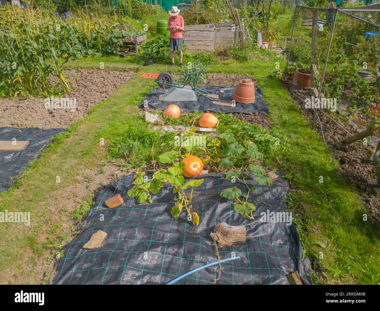 aerial view of my allotments in early September in Burgess Hill West ...