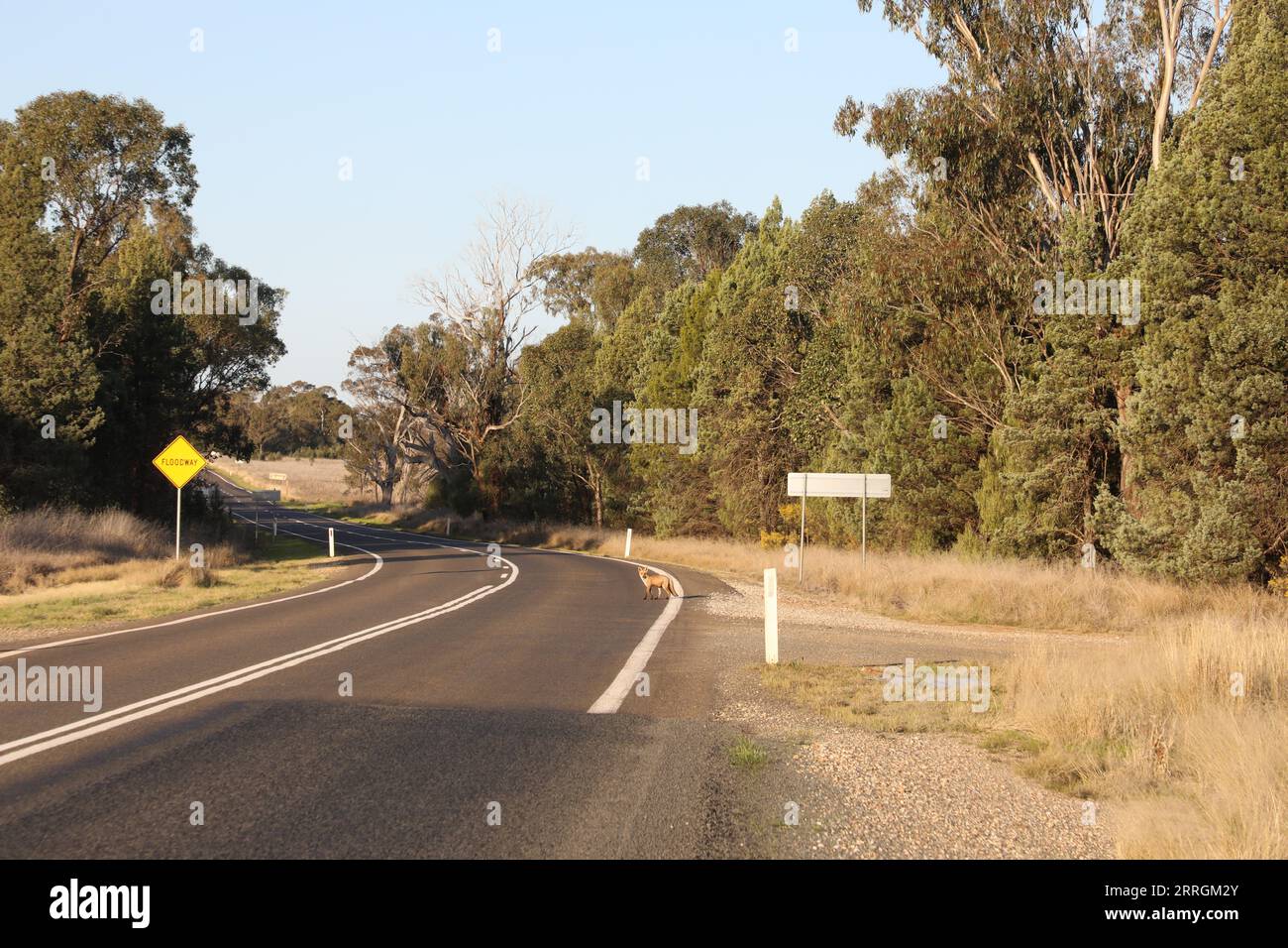 A fox spotted on Henry Parkes Way between Bogan Gate and Parkes, NSW ...