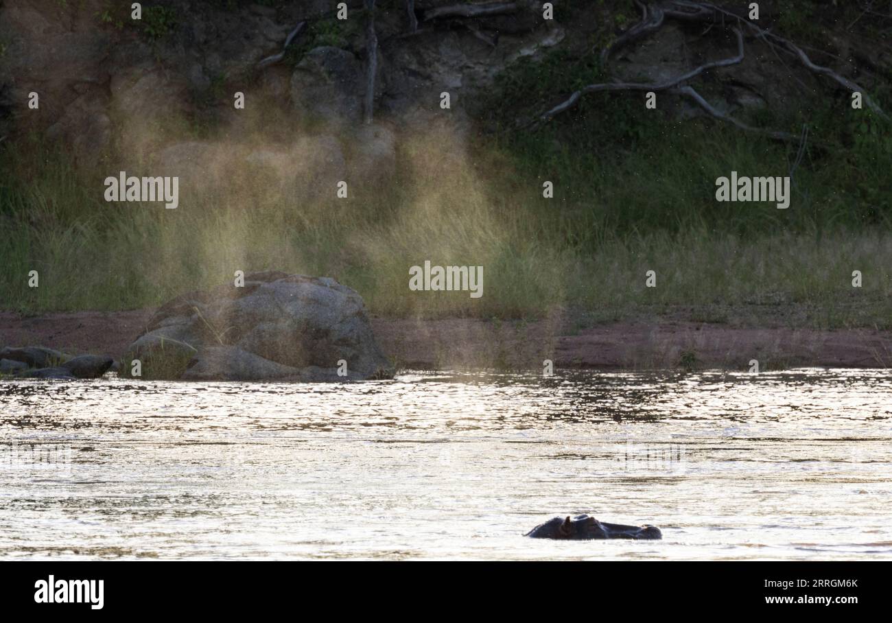 A Hippo bull makes a loud snort and sends a cloud of spray into the air ...