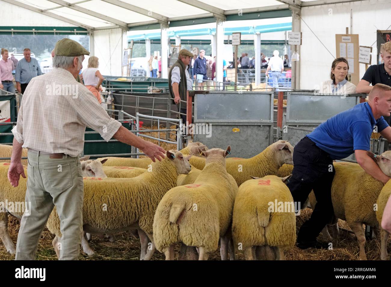 Texel tup hi-res stock photography and images - Alamy