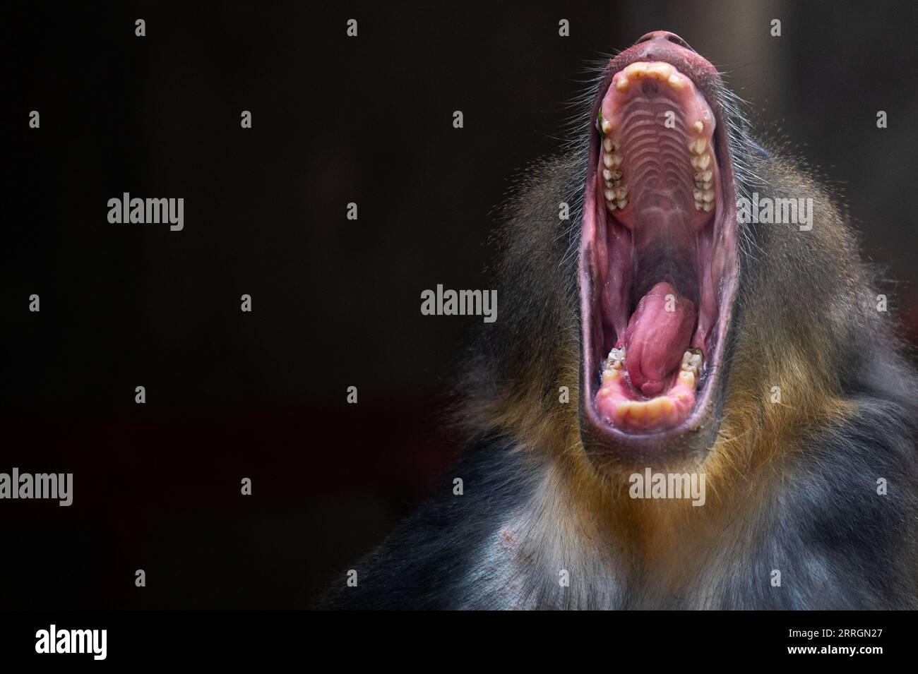 Madrid, Spain. 07th Sep, 2023. A mandrill (Mandrillus sphinx) opens its ...