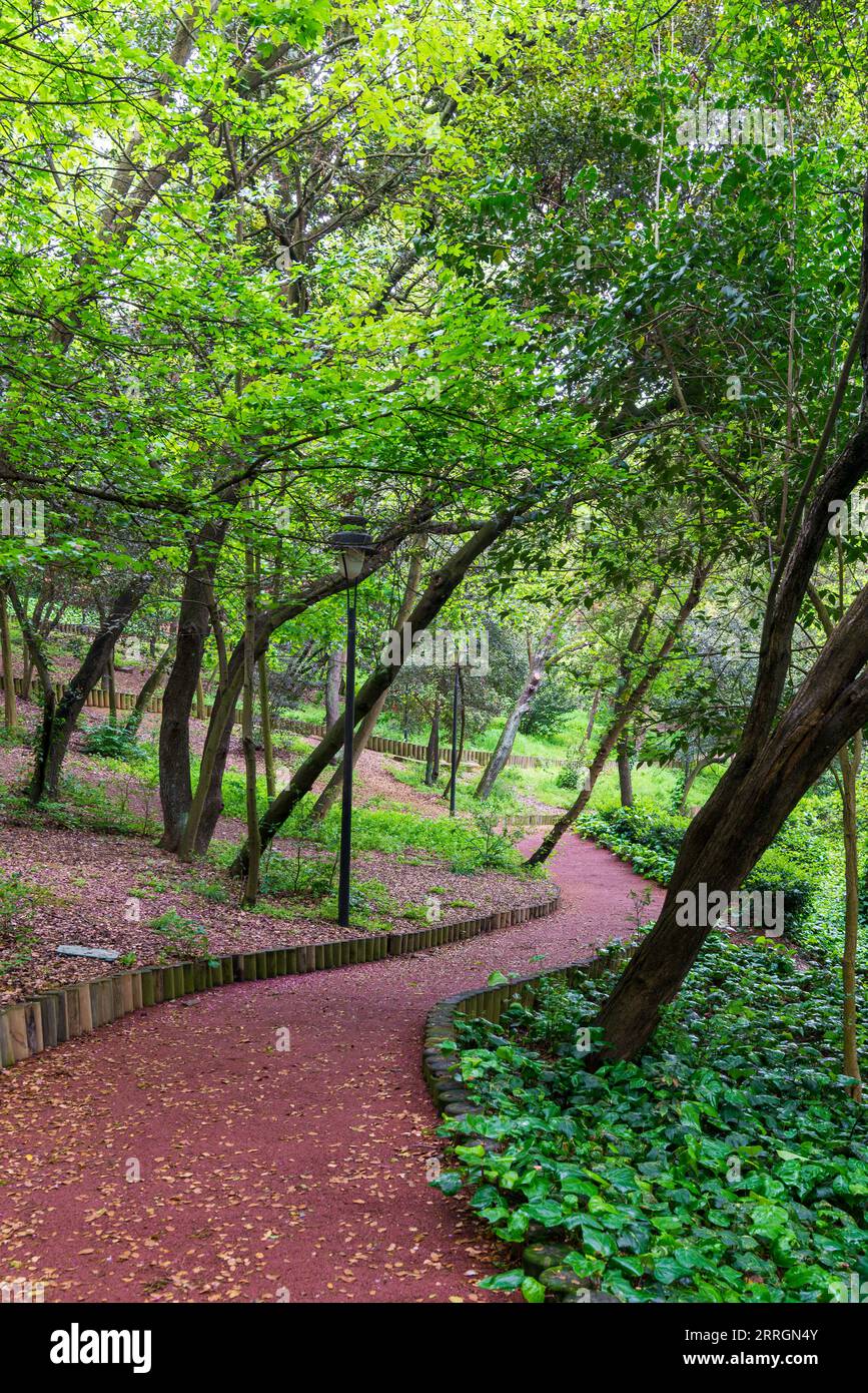 A winding path leads through a lush green forest with lush tall ...