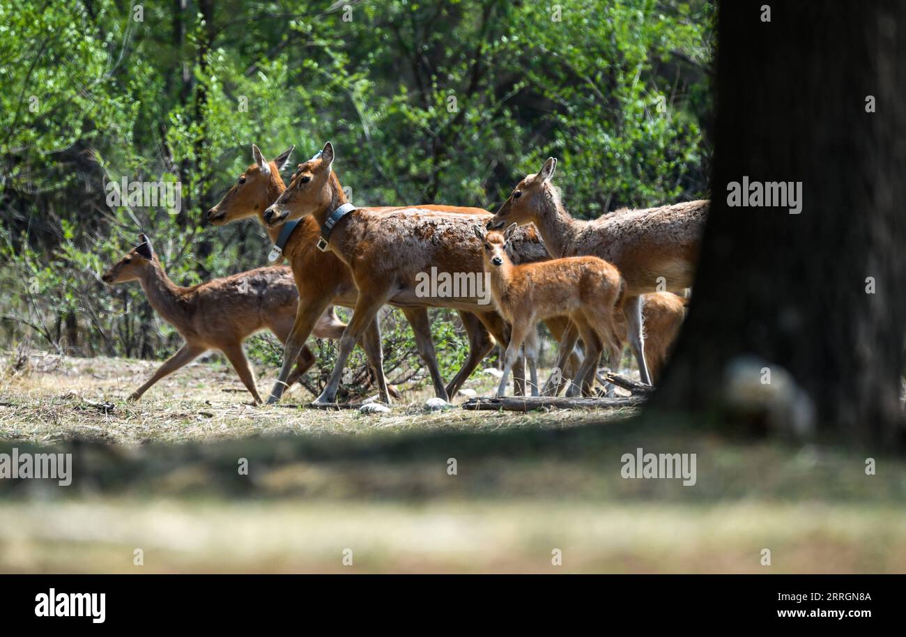 220527 -- HOHHOT, May 27, 2022 -- Milu deer fawns are seen with adult ...