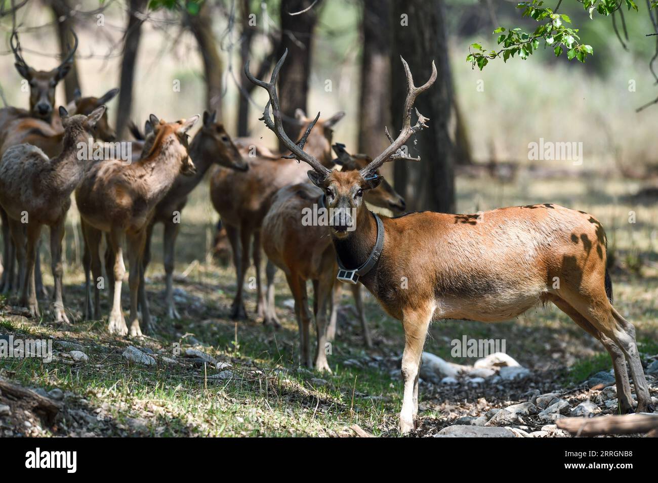 220527 -- HOHHOT, May 27, 2022 -- Milu deer are seen at the Daqingshan ...