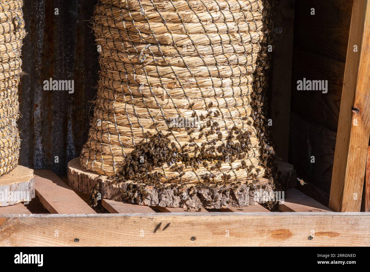 Wicker basket beehive called a skep with honey bees (Apis mellifera) on ...