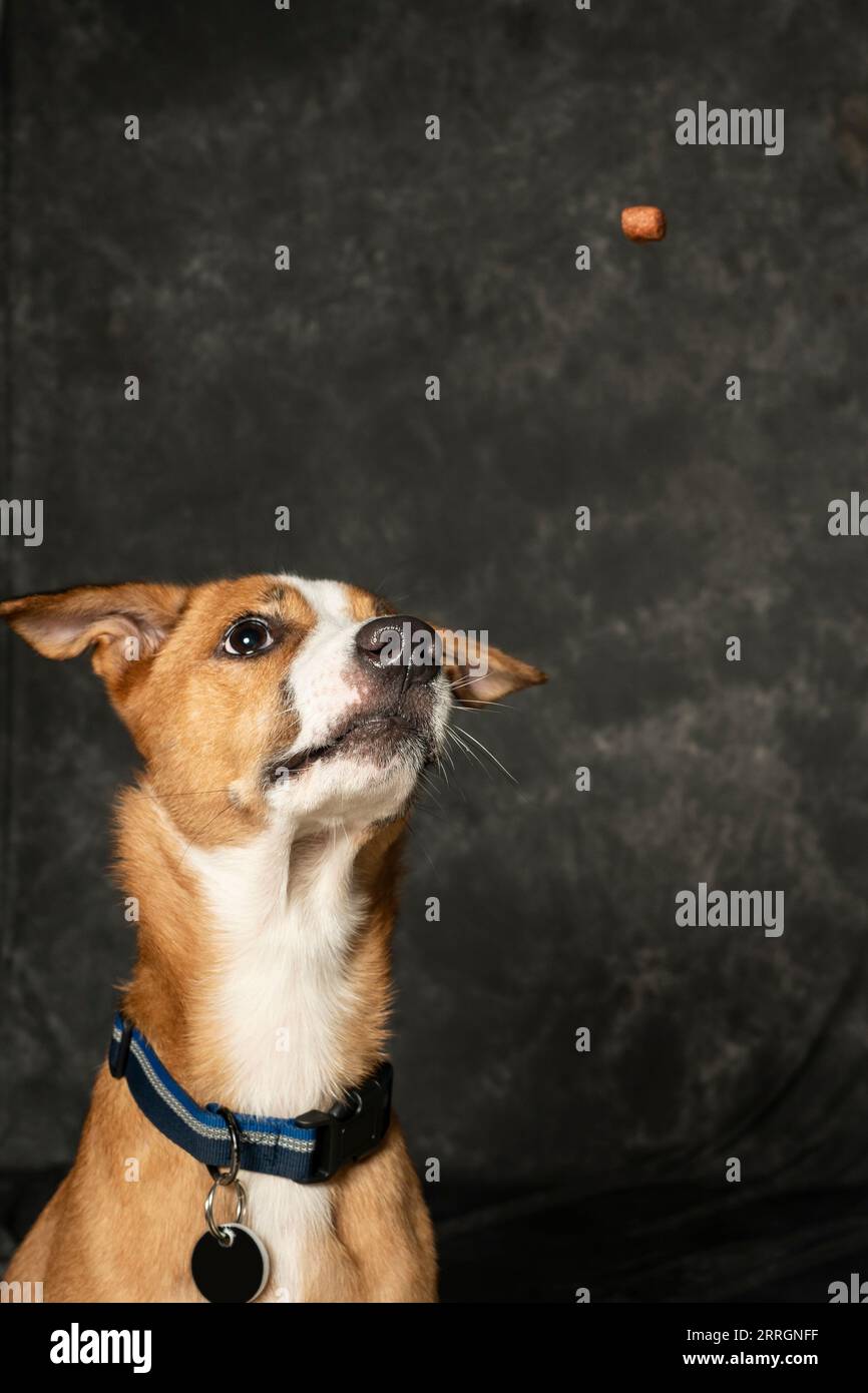 Mumbai, India September 7 2023 A portrait of orange & white color Indie ...