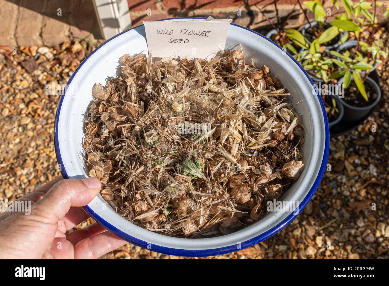 Seed collection hi-res stock photography and images - Alamy