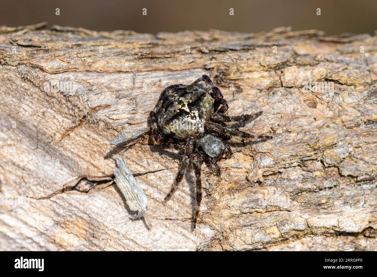 Angular orbweaver spider (Araneus angulatus), UK Stock Photo - Alamy