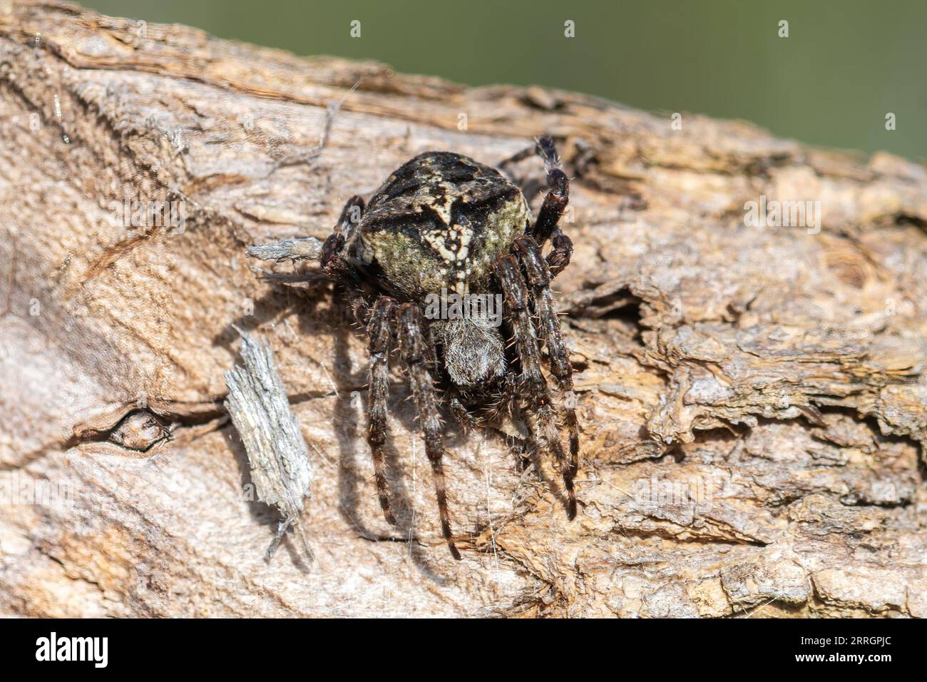 Angular orbweaver spider (Araneus angulatus), UK Stock Photo - Alamy