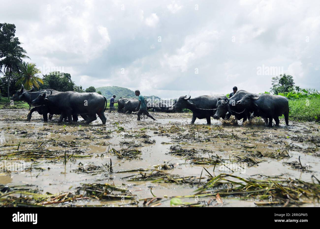 In kaduwela hi-res stock photography and images - Alamy